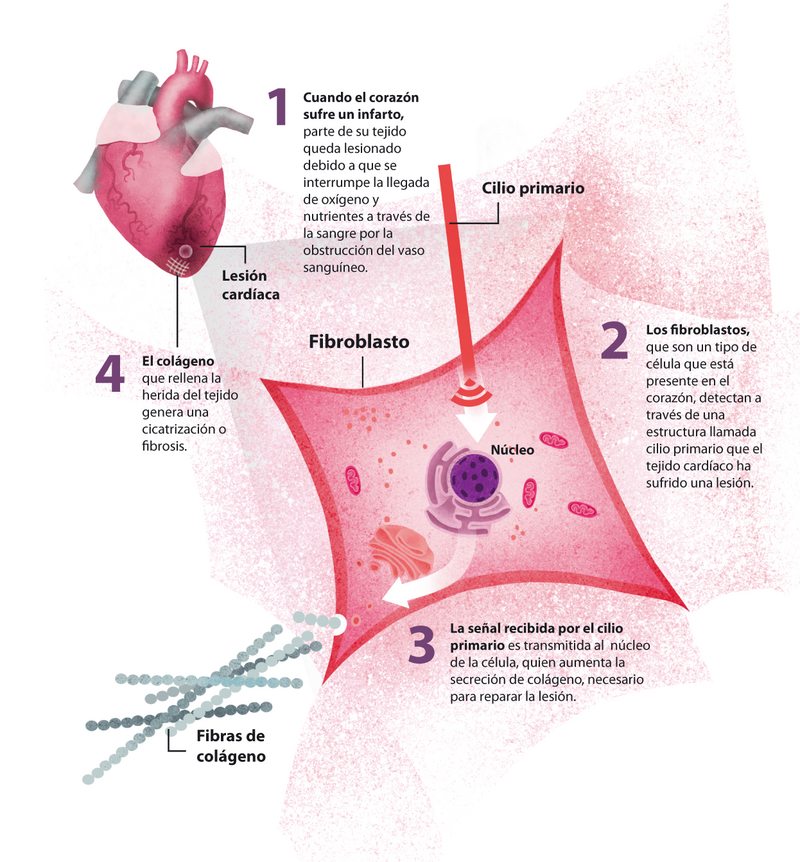 Descubren estructura celular que repara tejidos dañados del corazón ...