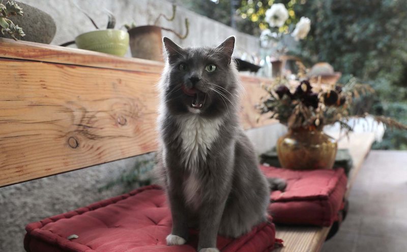 Polo, el gato con doble vida: lo pillaron por el perfume y una marca de ...