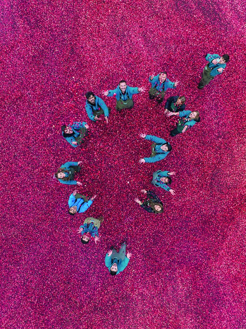 La colorida cosecha de cranberries en Chile: se producen 25.000 ...