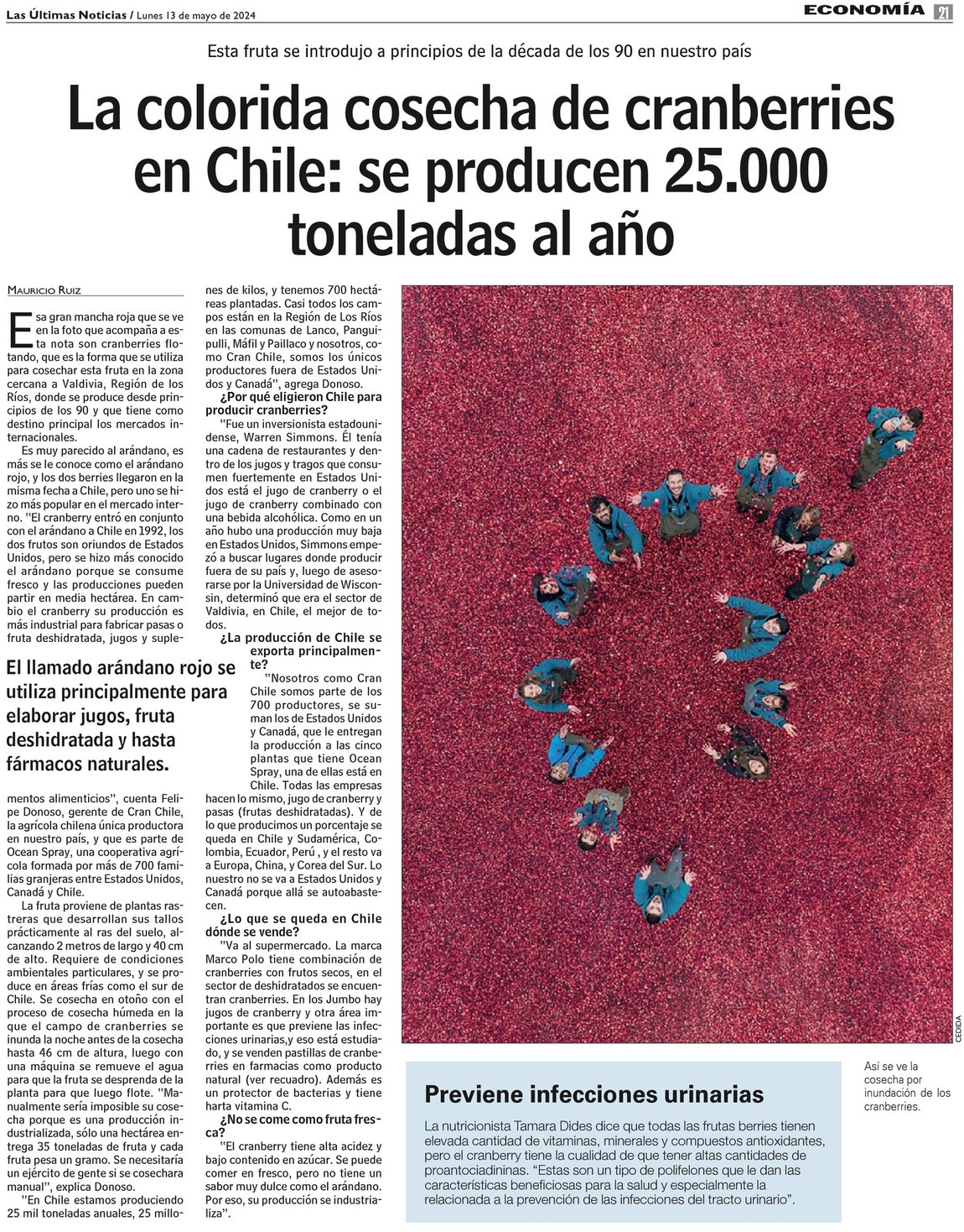 La colorida cosecha de cranberries en Chile: se producen 25.000 ...