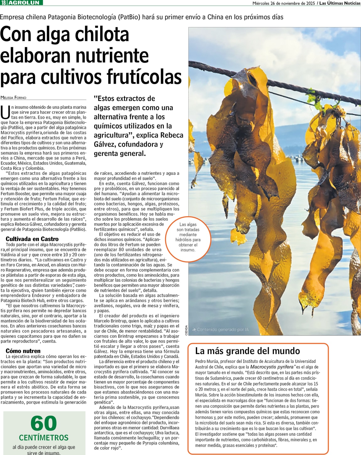 Con alga chilota elaboran nutriente para cultivos frutícolas - www.lun.com