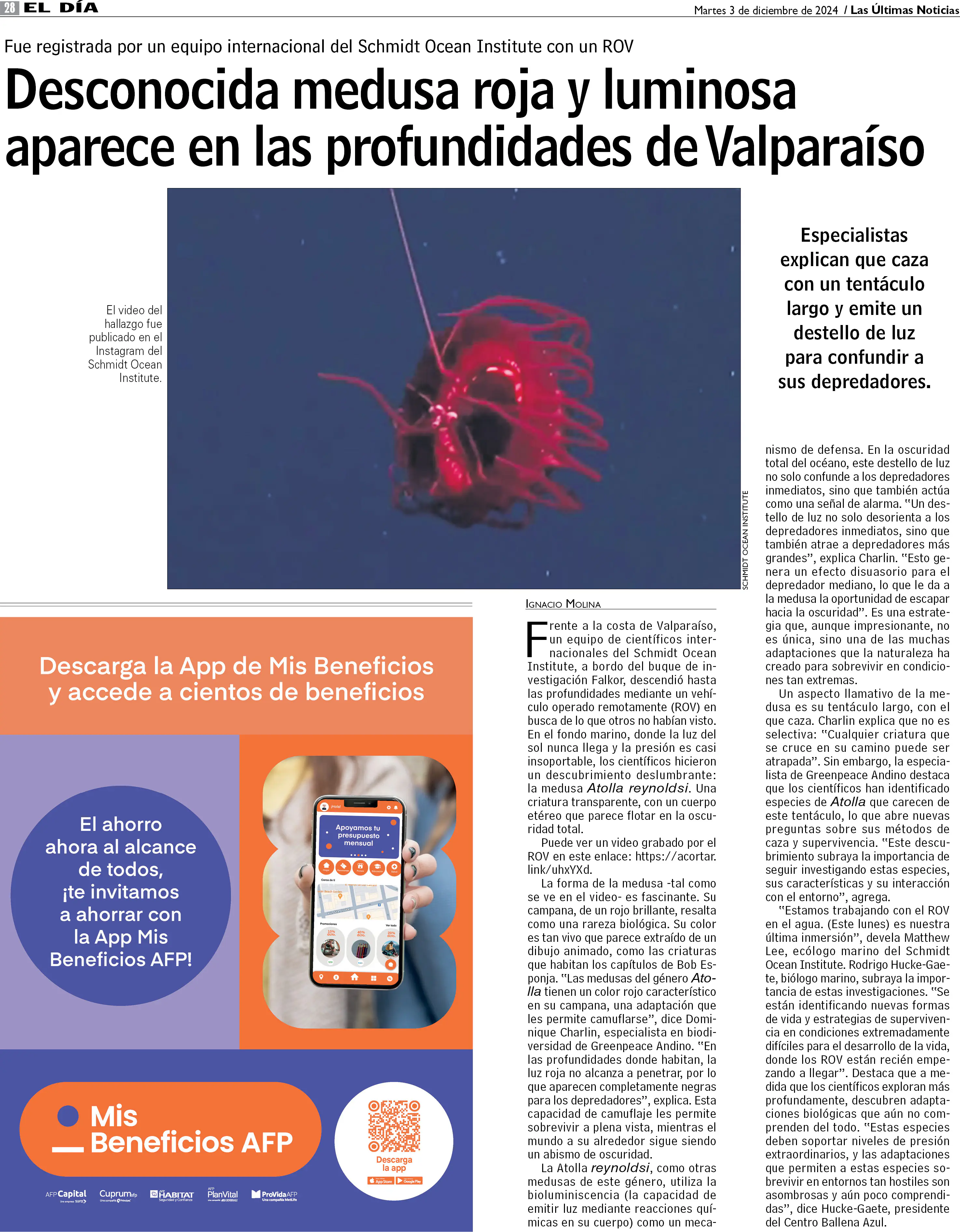 Desconocida medusa roja y luminosa aparece en las profundidades de Valparaíso - www.lun.com